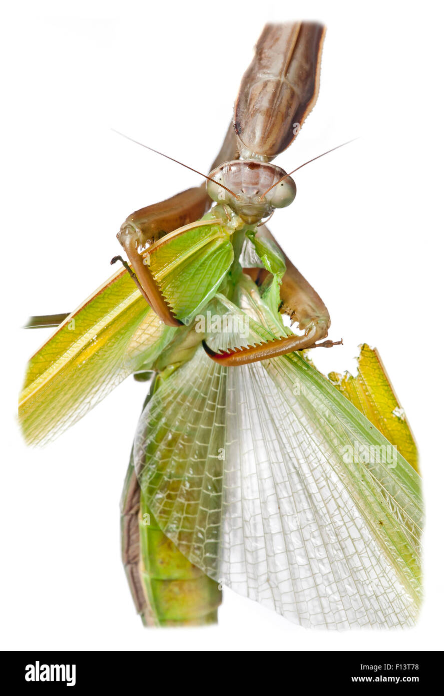 Praying Mantis (Mantis religiosa) female devouring male - garden at ...