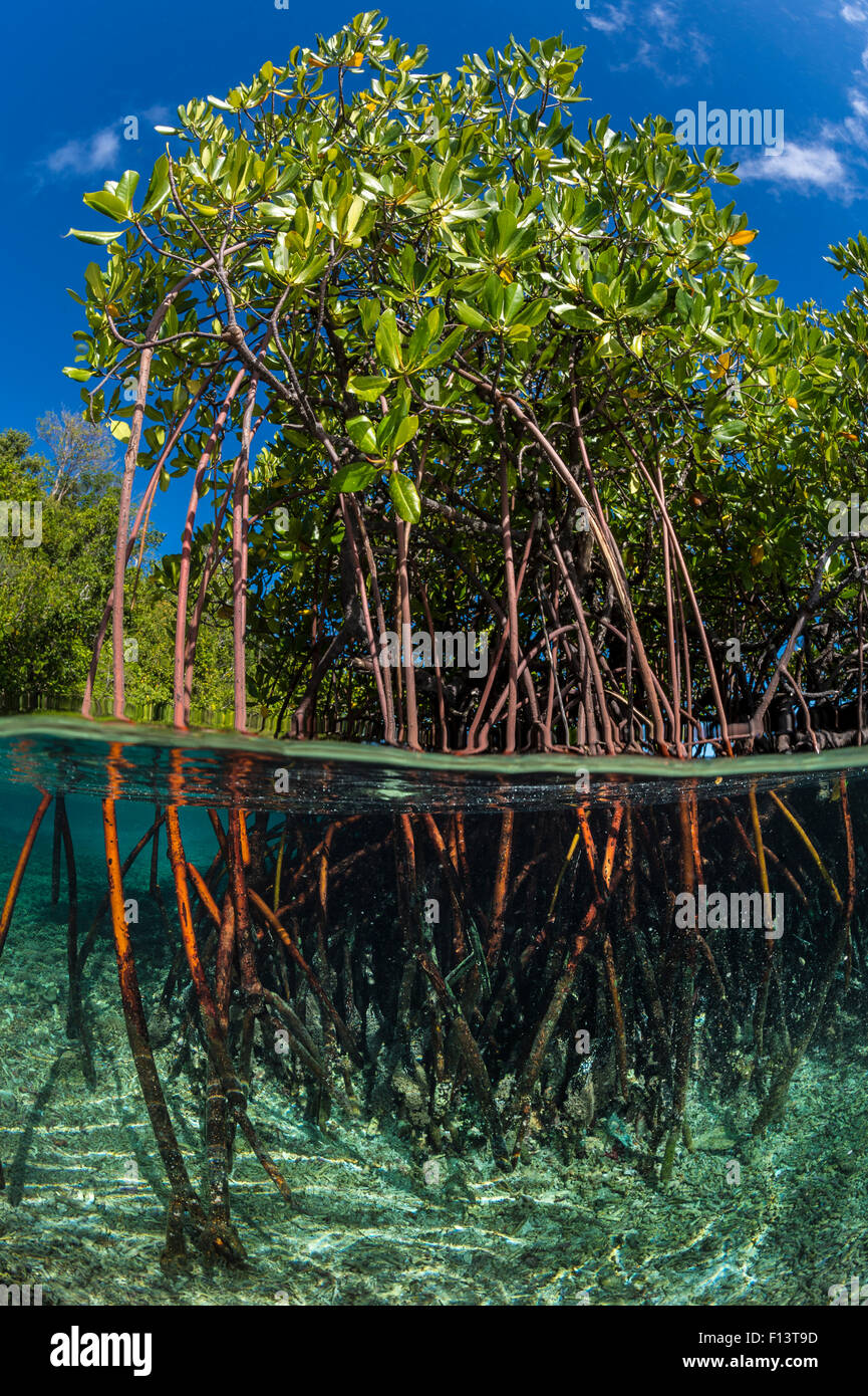 Stand of mangrove trees with their roots in the water. Yanggefo Island ...