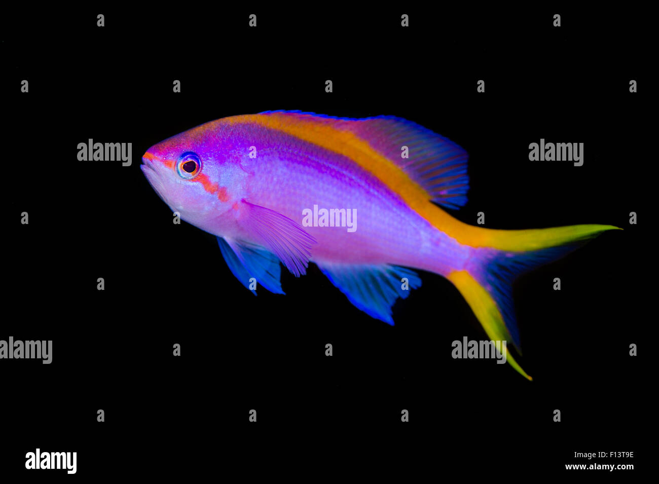 Portrait of Purple anthias (Pseudanthias tuka) swimming in open water ...