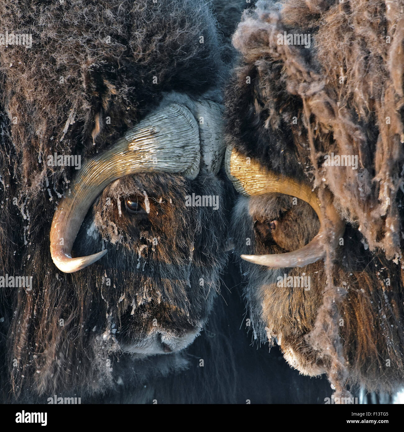 Musk ox (Ovibos moschatus) portrait, Wrangel Island, Far Eastern Russia ...