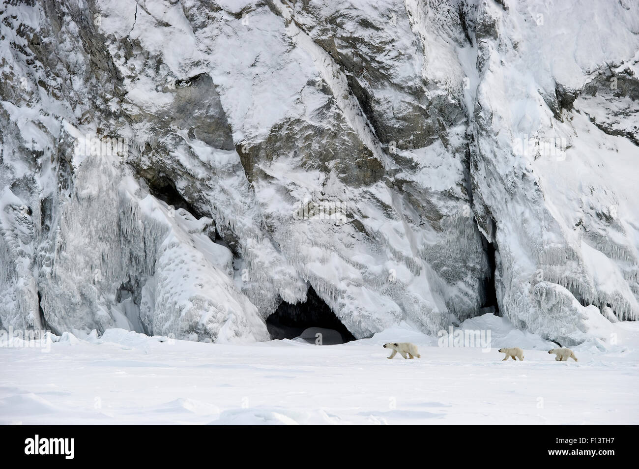 Bear cave snow hi-res stock photography and images - Alamy