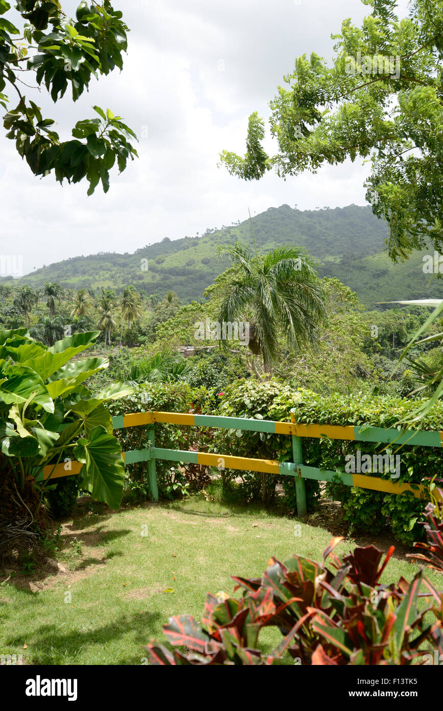 vegetation and plants found in the mountains in the Dominican Republic ...