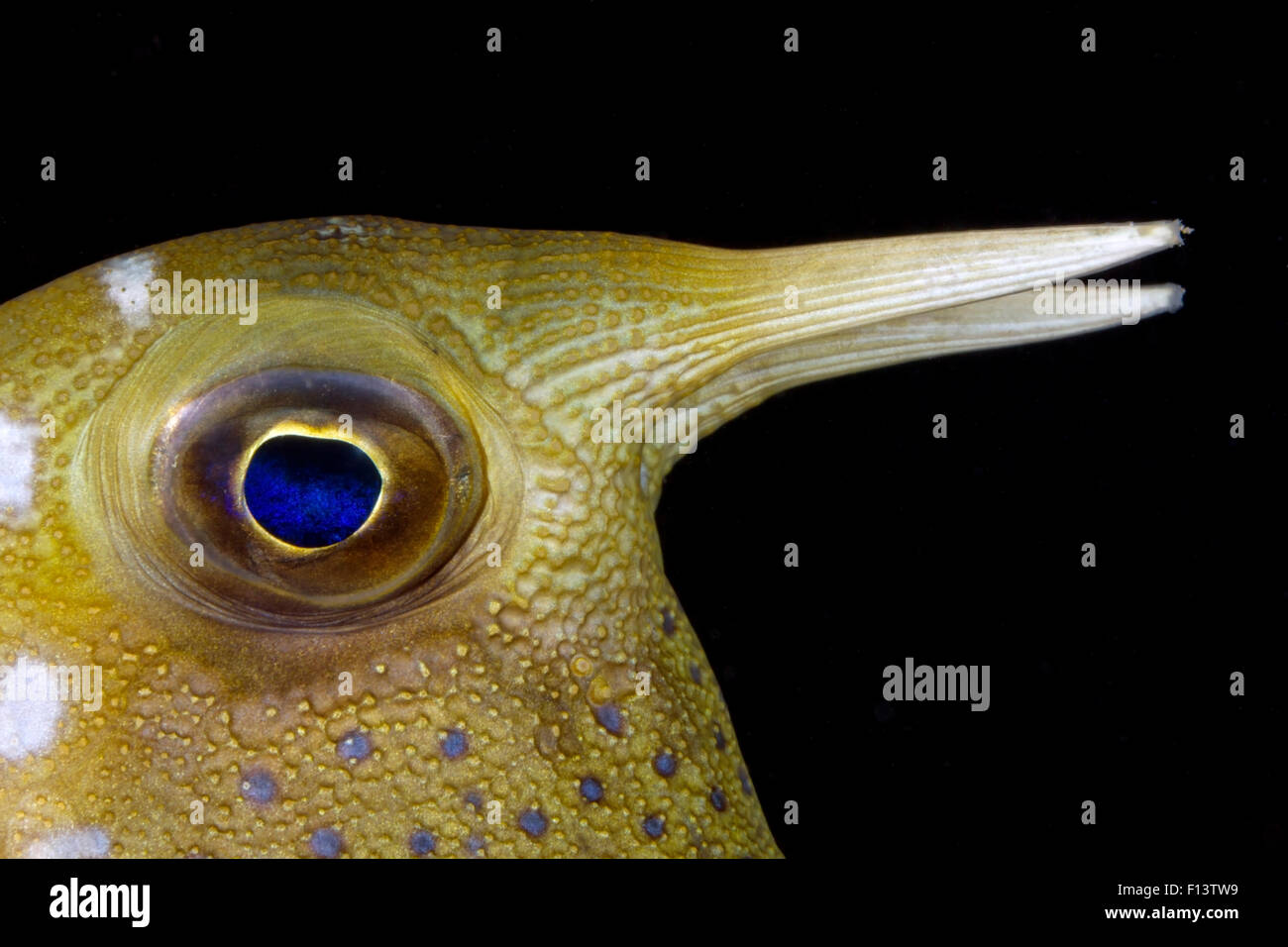 CLOSE-UP VIEW OF COWFISH EYES WITH DARK BACKGROUND Stock Photo - Alamy