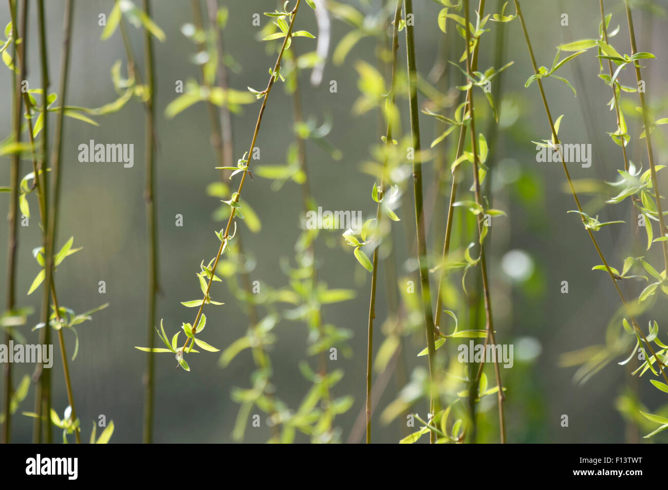 Hanging willow tree branches (salix spp Stock Photo - Alamy