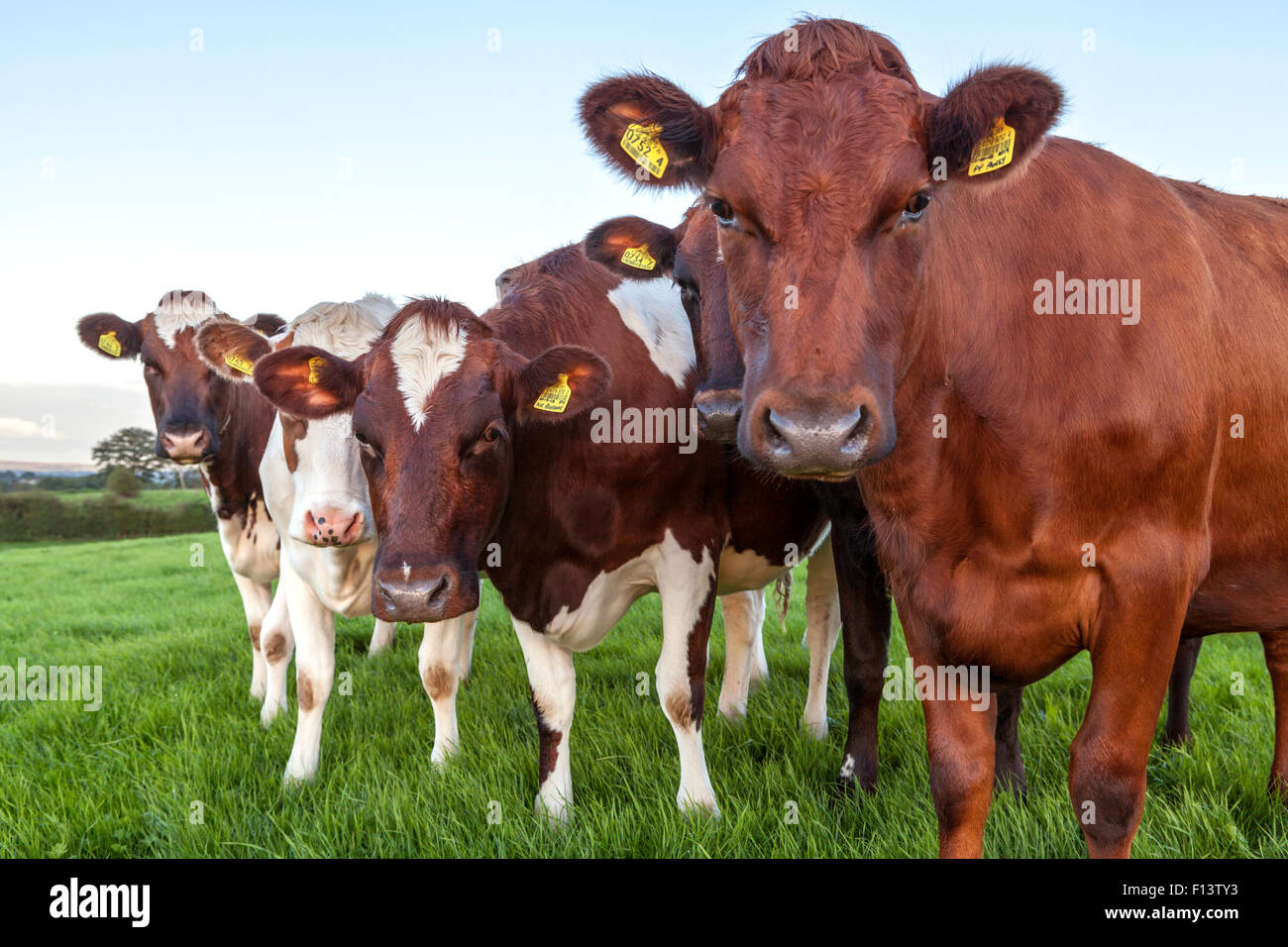 Ayrshire cows uk hi-res stock photography and images - Alamy
