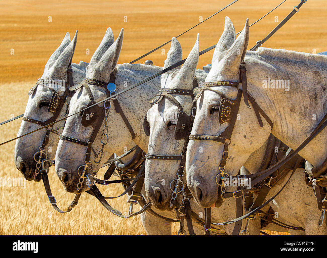 Four white horses Stock Photo - Alamy