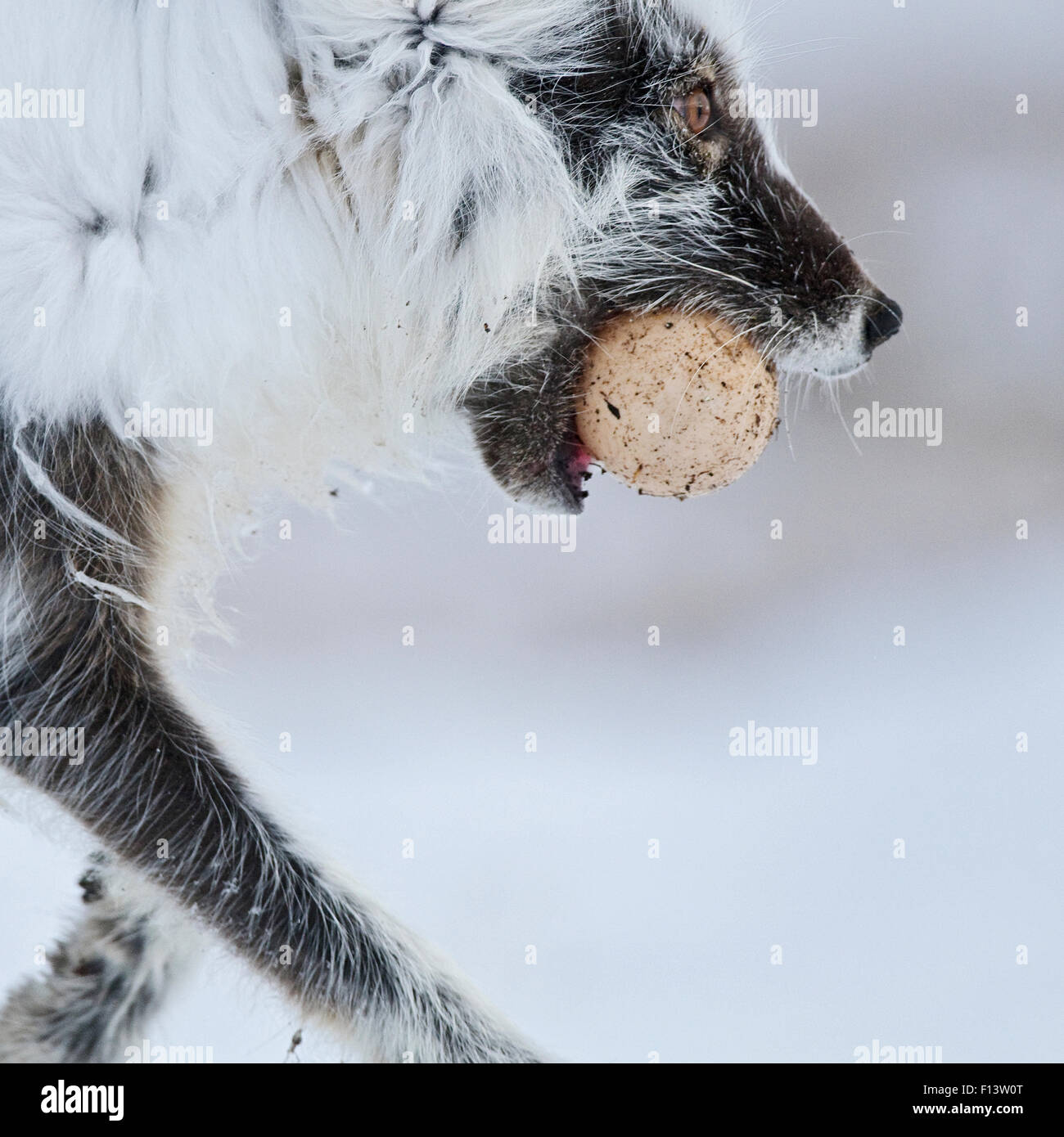 Arctic fox (Vulpes lagopus) with Snow goose egg in mouth, mid moult ...