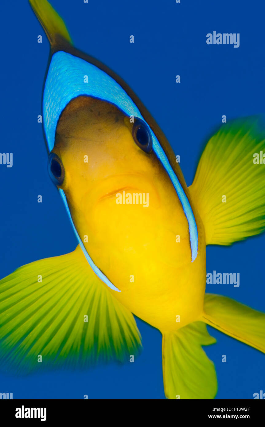 Portrait of Red Sea anemonefish (Amphiprion bicinctus) against open ...