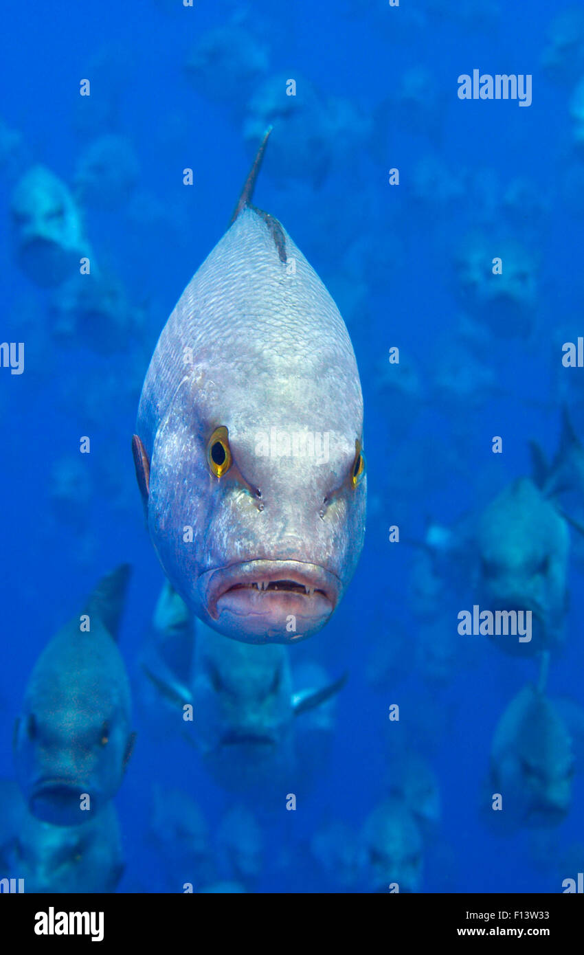 Portrait of the, normally solitary Bohar snapper (Lutjanus bohar) in an ...