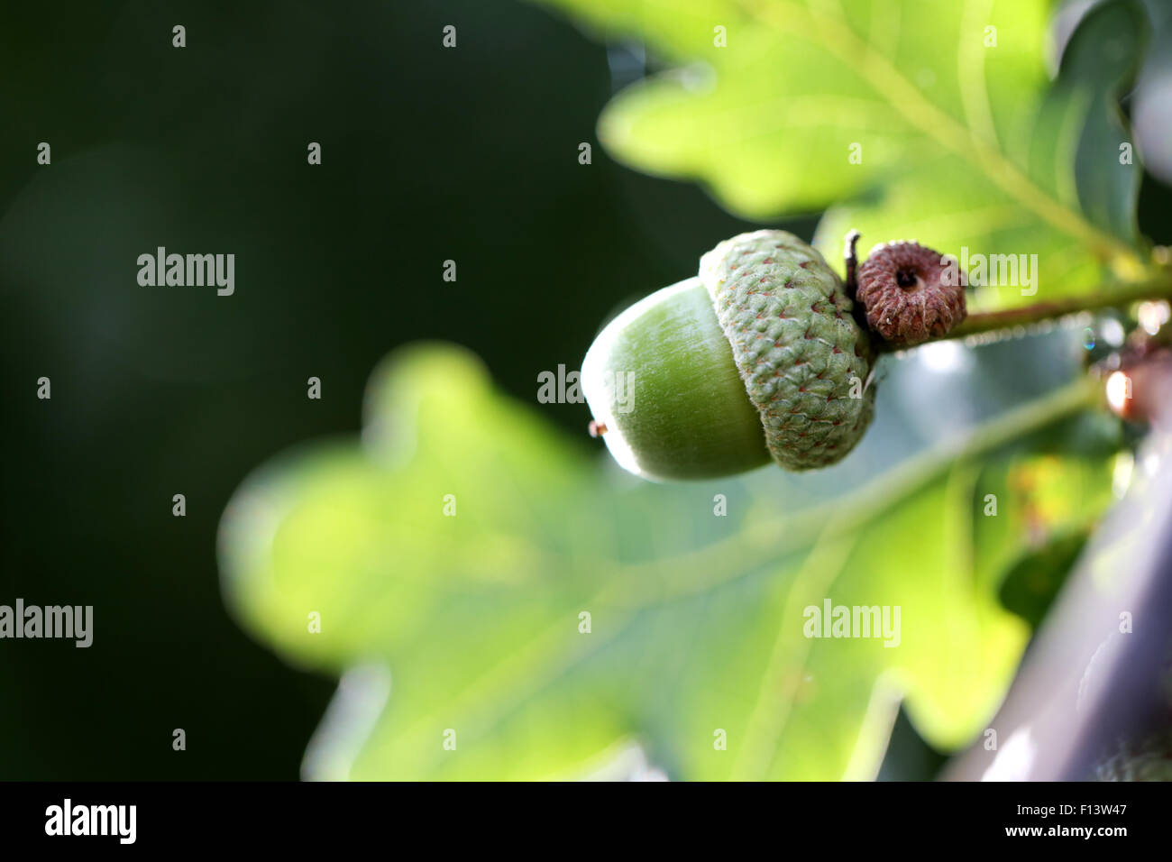 An fully ripened green acorn growing on a tree in late summer in ...