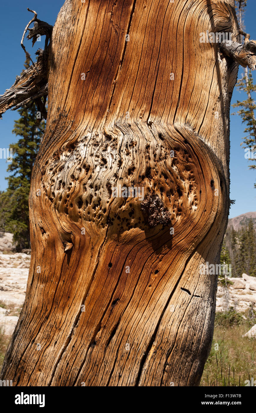 Fire damaged tree hi-res stock photography and images - Alamy