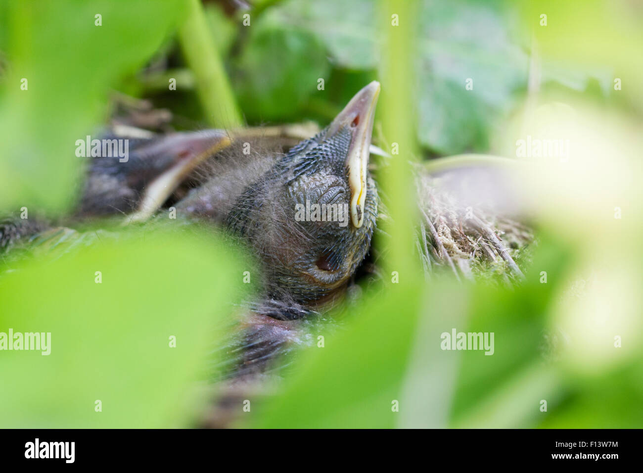 Blackbird sleeping hi-res stock photography and images - Alamy
