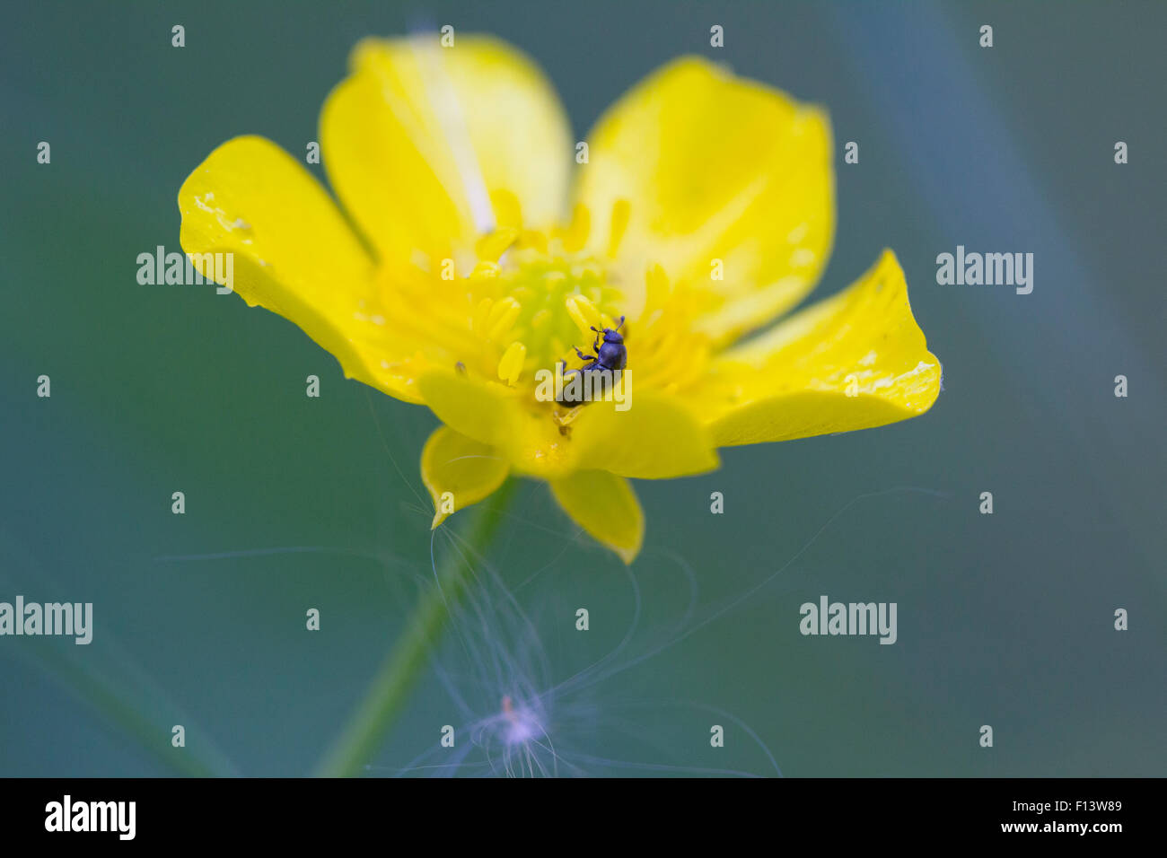 Close-up of a single buttercup with a small black bug Stock Photo - Alamy