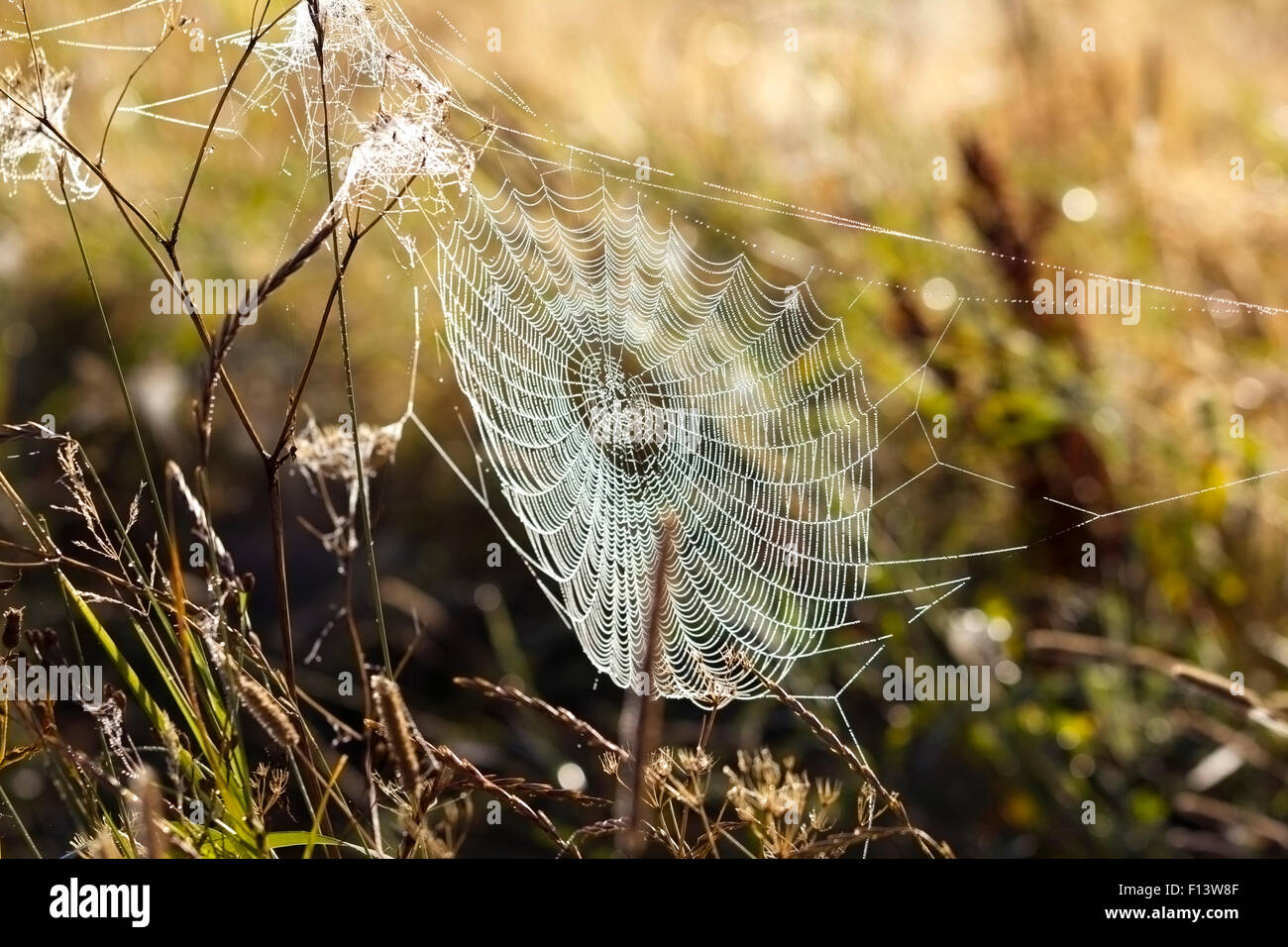A spider web in a field, a sunny, misty morning Stock Photo - Alamy