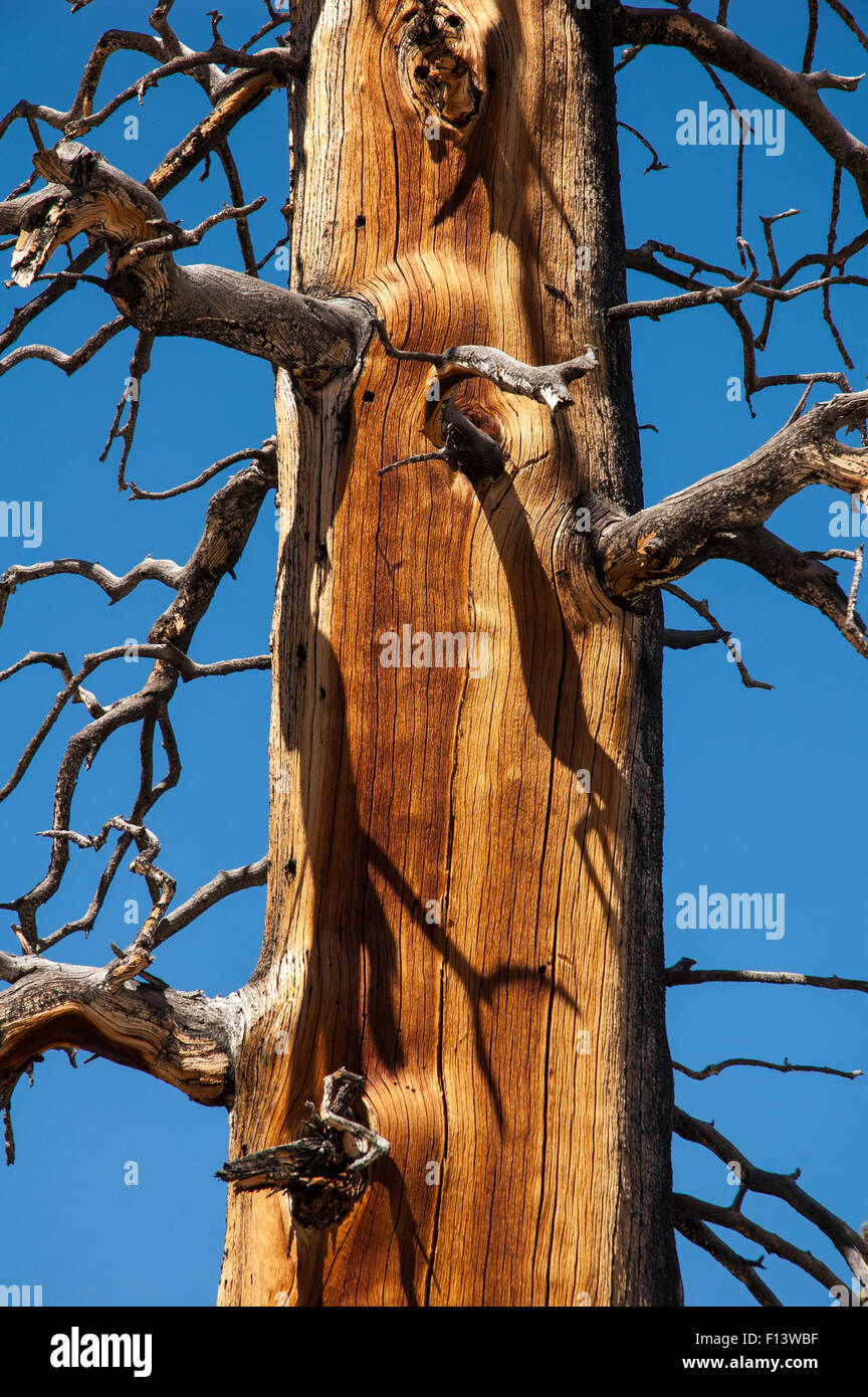 Fire damaged tree hi-res stock photography and images - Alamy