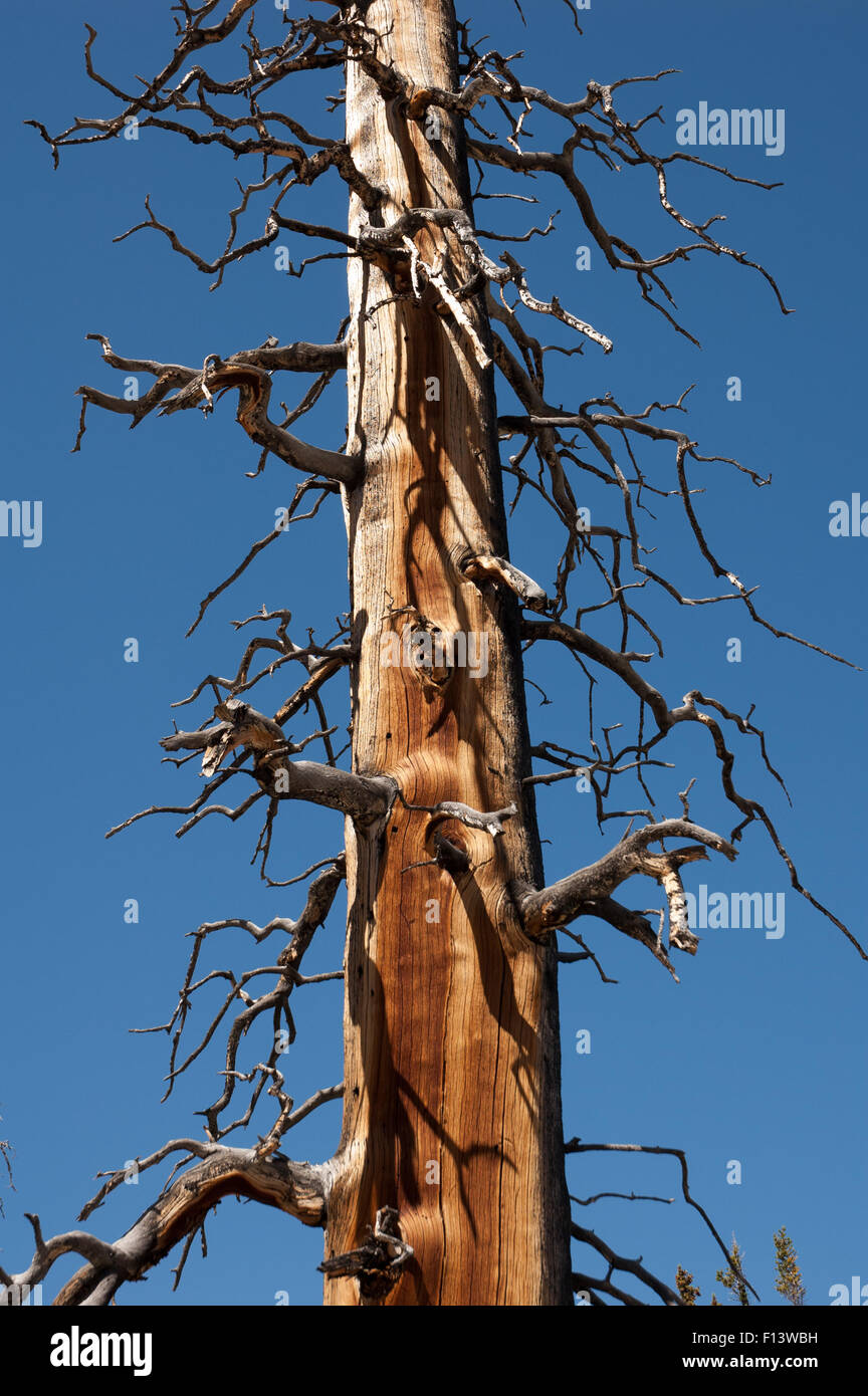 Fire damaged tree Stock Photo - Alamy