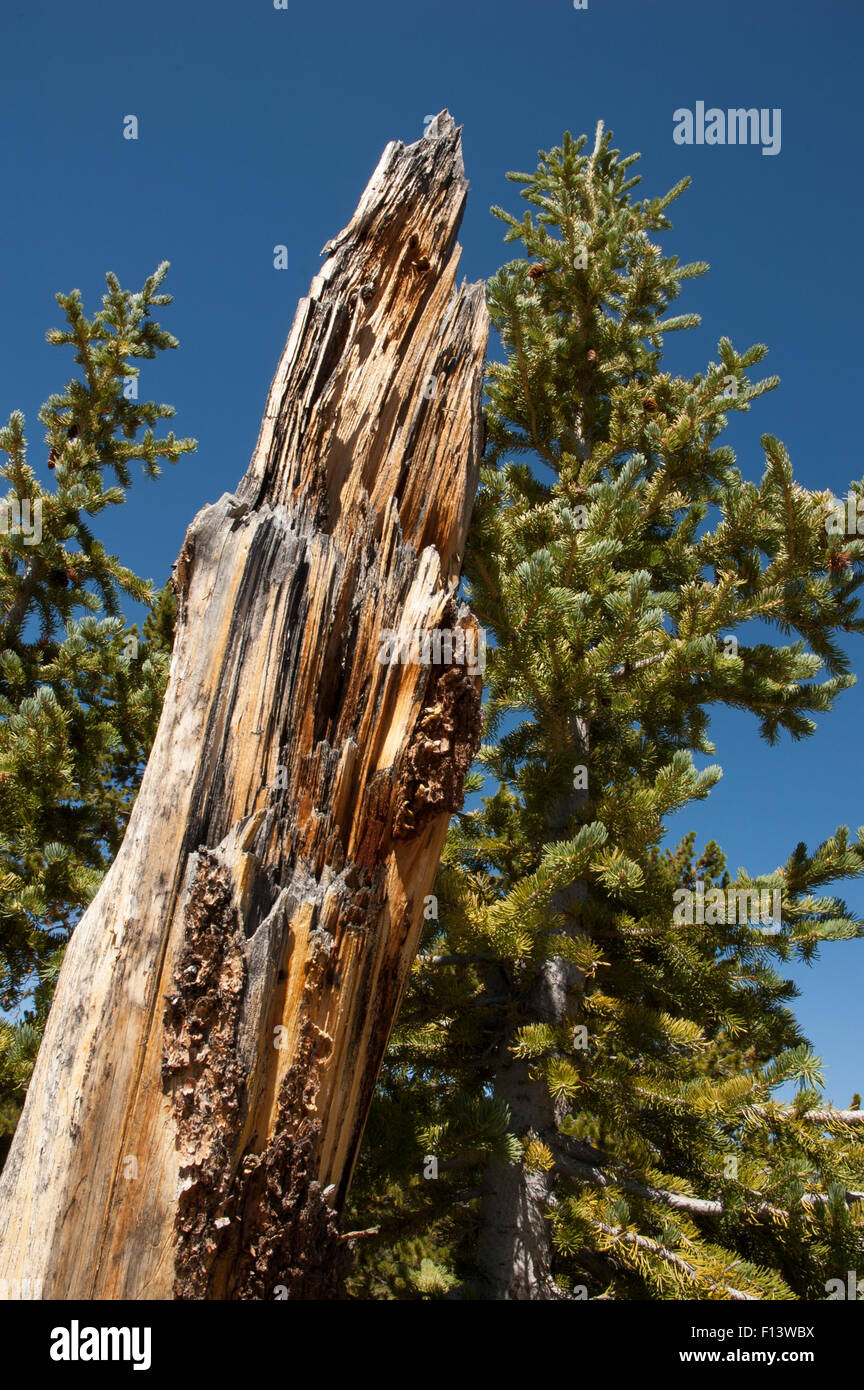 Fire damaged tree Stock Photo - Alamy