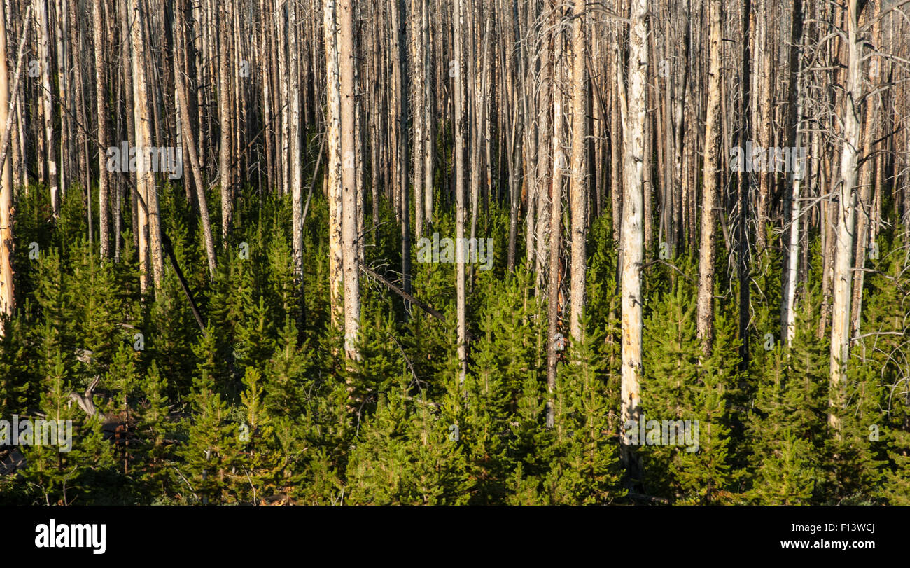 Forest recovering after fire Stock Photo - Alamy