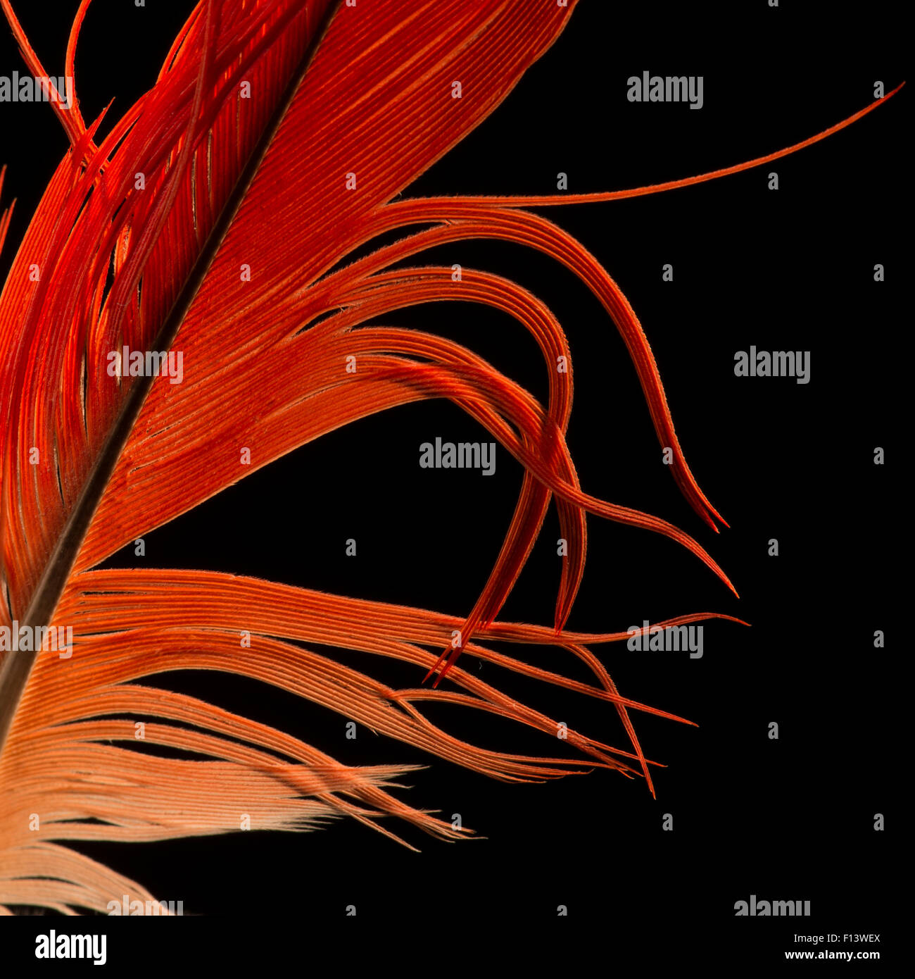 Congo African Grey Parrot (Psittacus erithacus) tail feather against ...