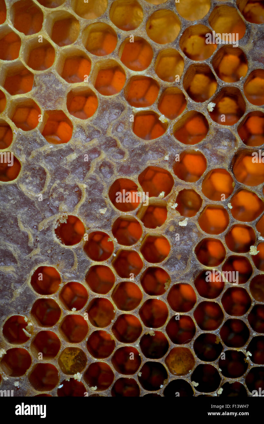 European honey bee (Apis mellifera) honey comb with some capped Stock ...