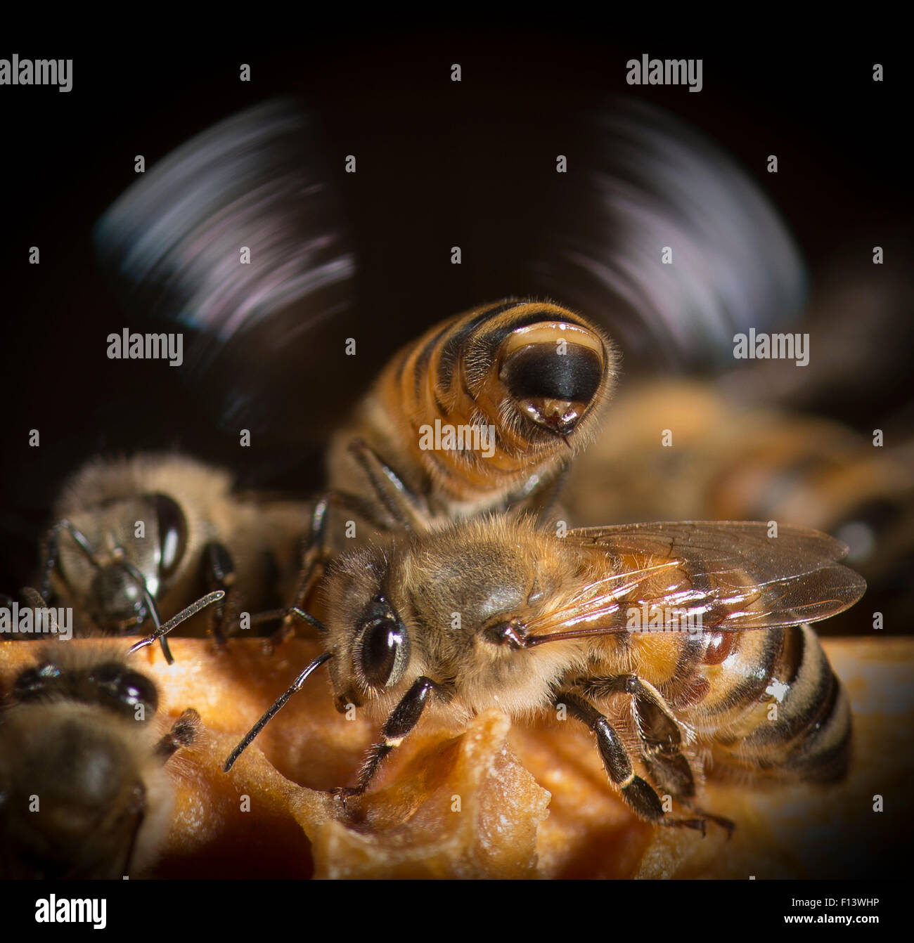 European honey bee flapping wing hi-res stock photography and images ...