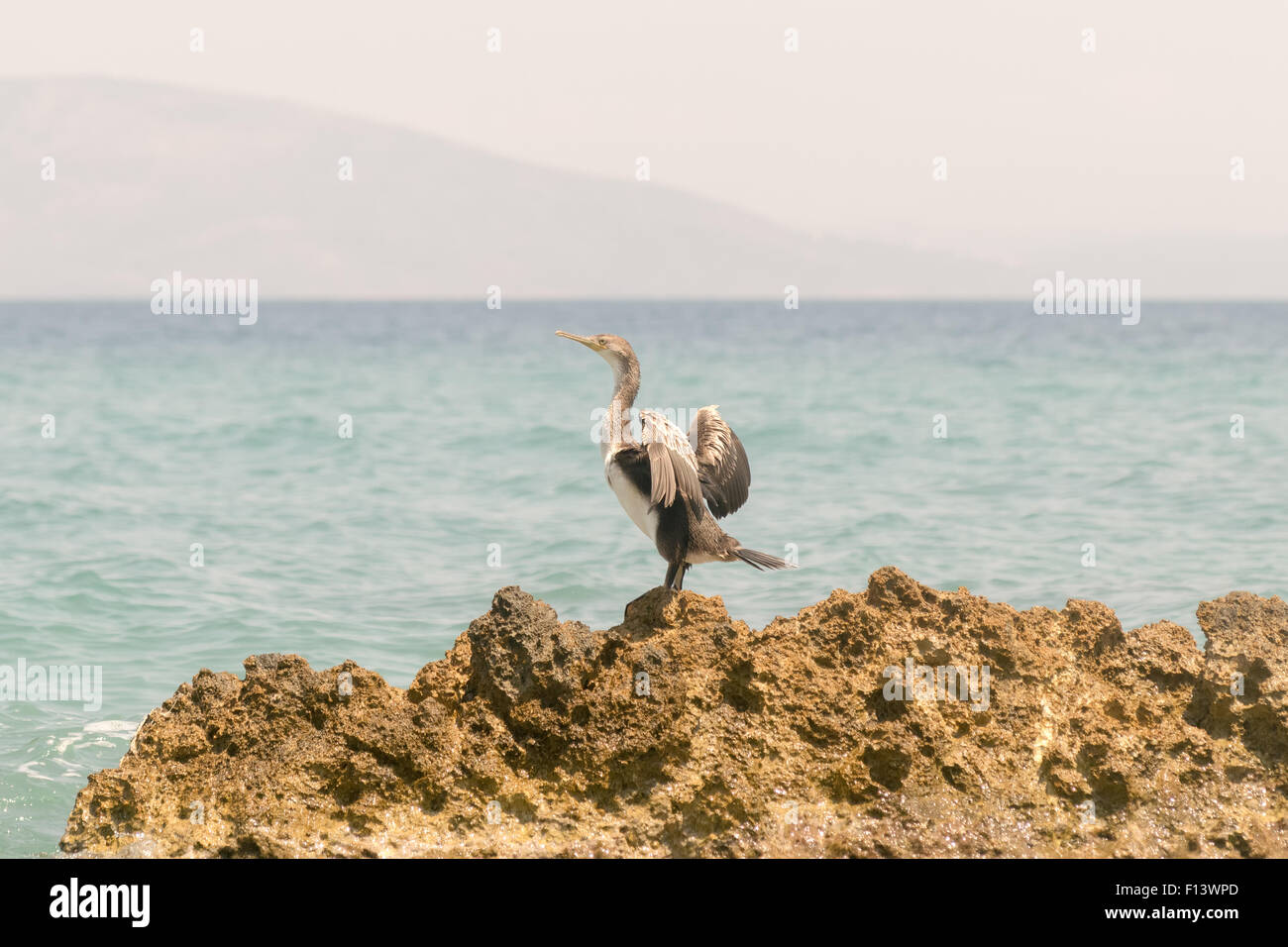 Shaking his wings hi-res stock photography and images - Alamy