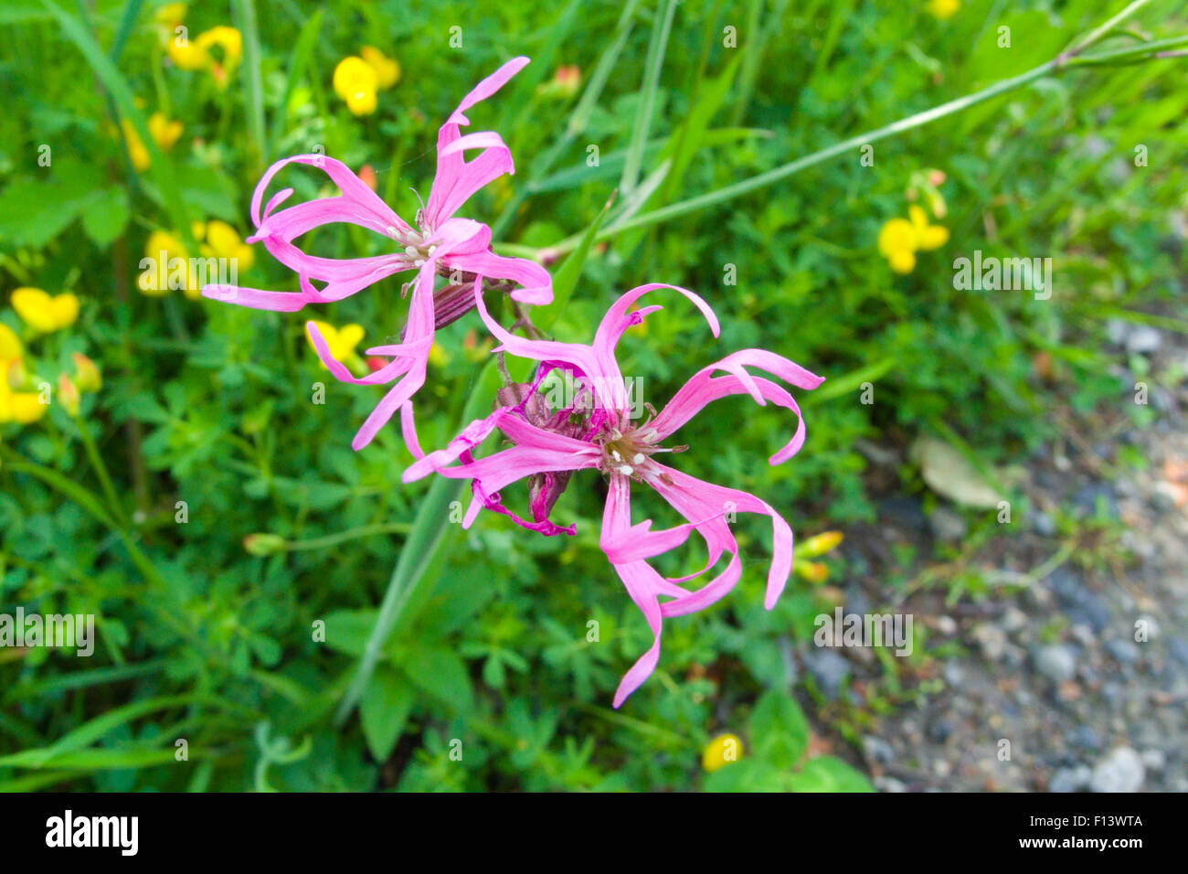 Ragged Robin Wildflower ( Lychnis flos-cuculi ) in Flower During Summer ...