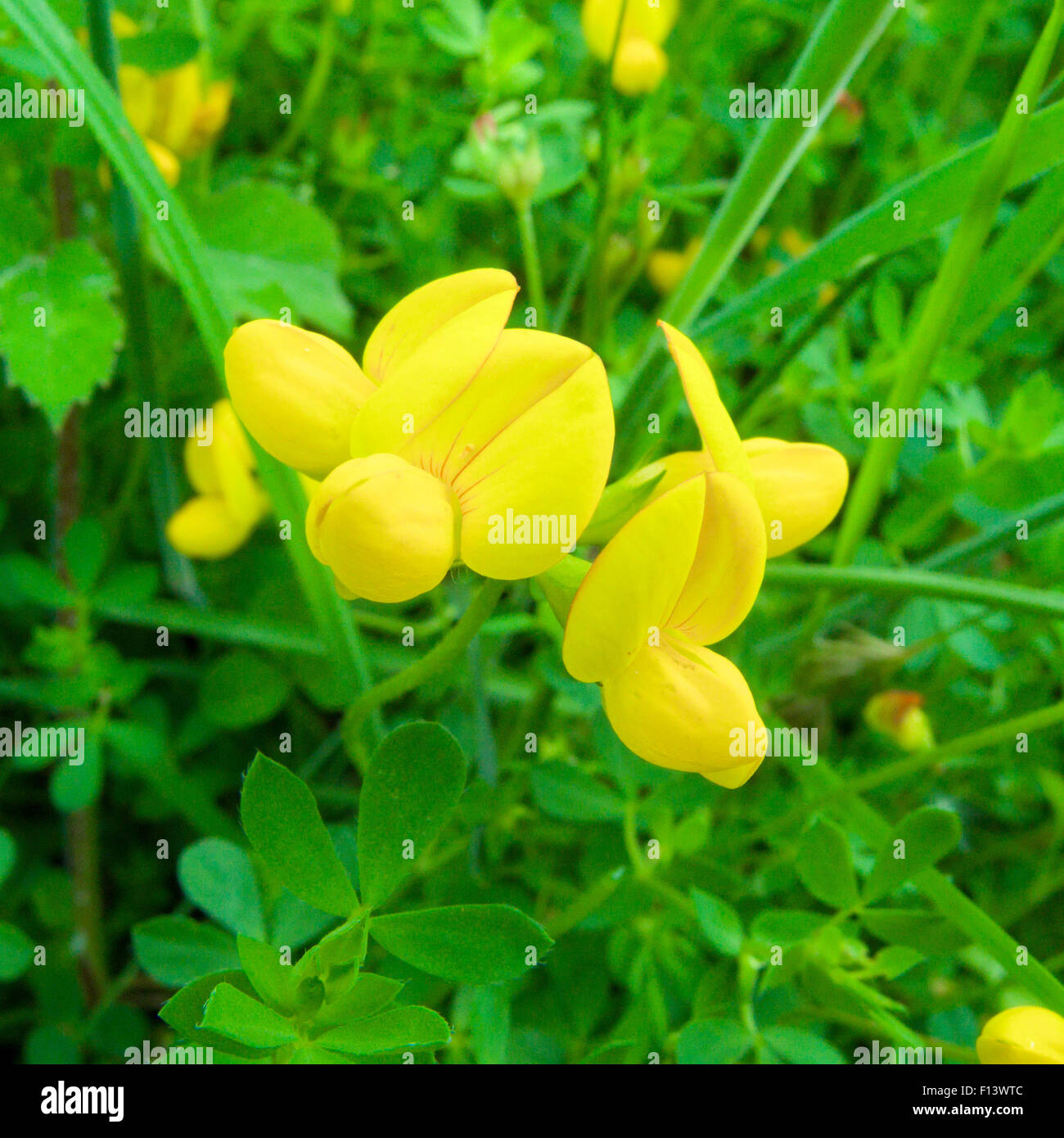 Common Birds Foot Trefoil Lotus Corniculatus High Resolution Stock ...