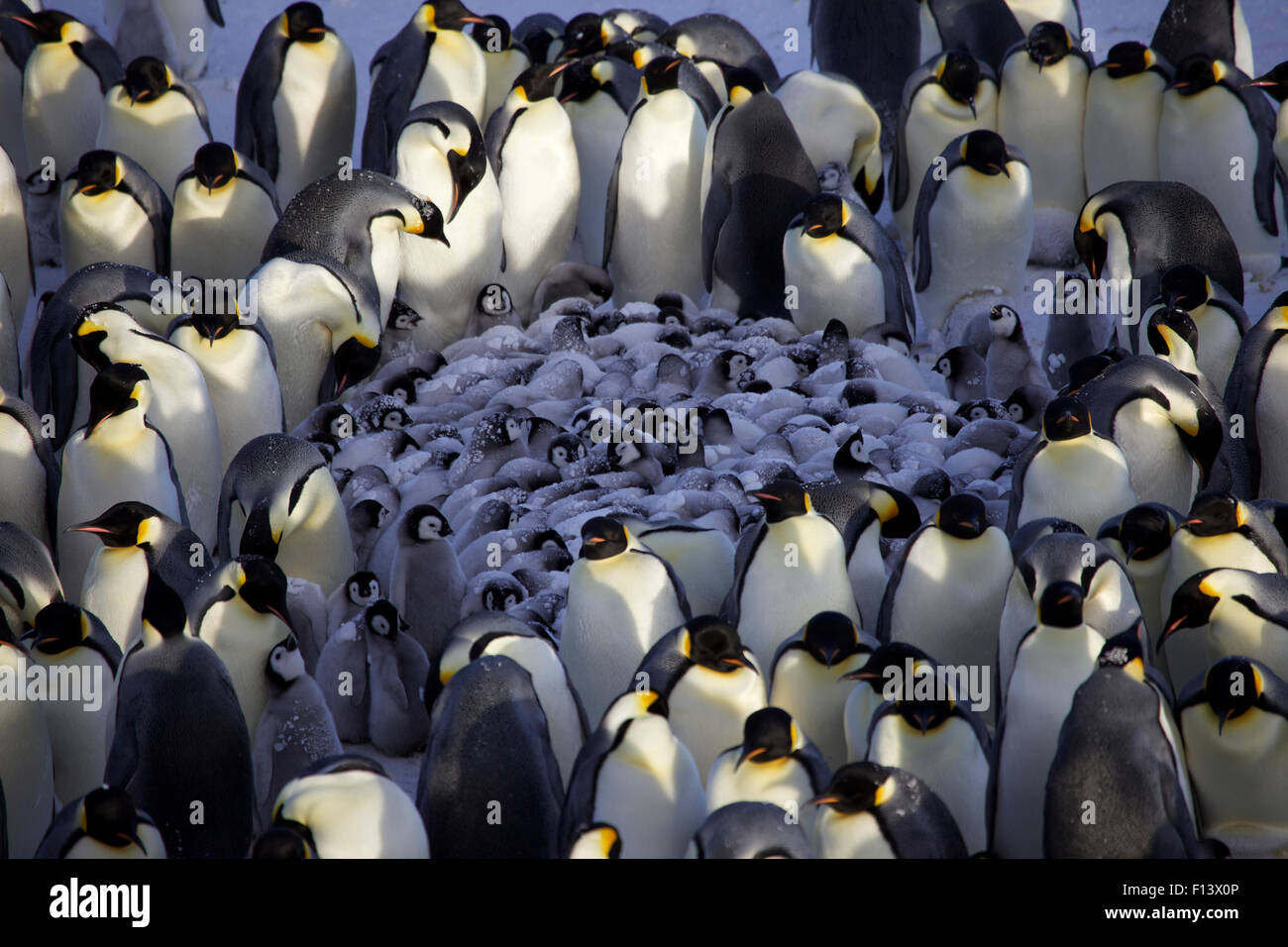 Emperor Penguins Huddling