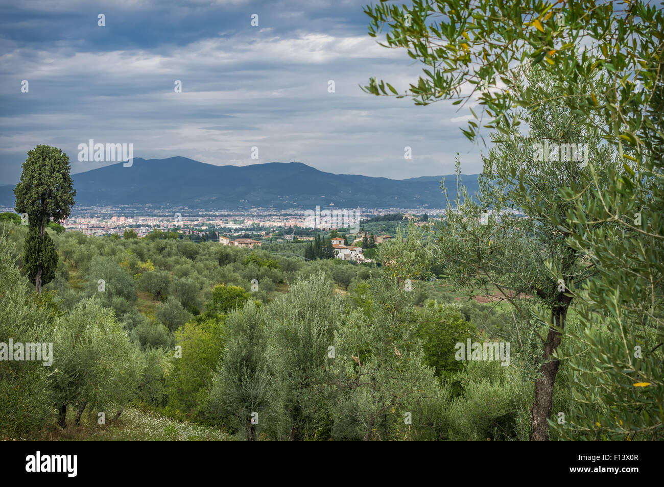 Landscape of an olive tree field in Tuscany, Italy Stock Photo - Alamy
