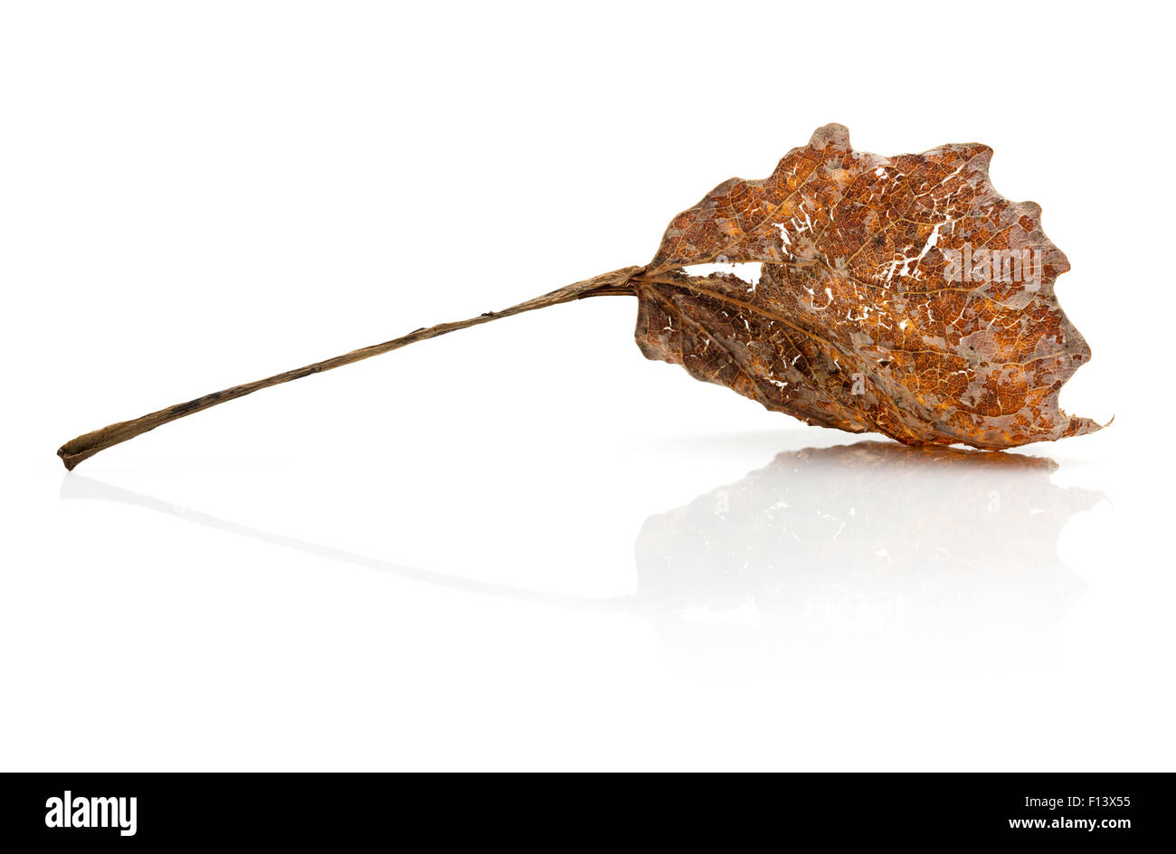 Old dried out leaf Stock Photo - Alamy