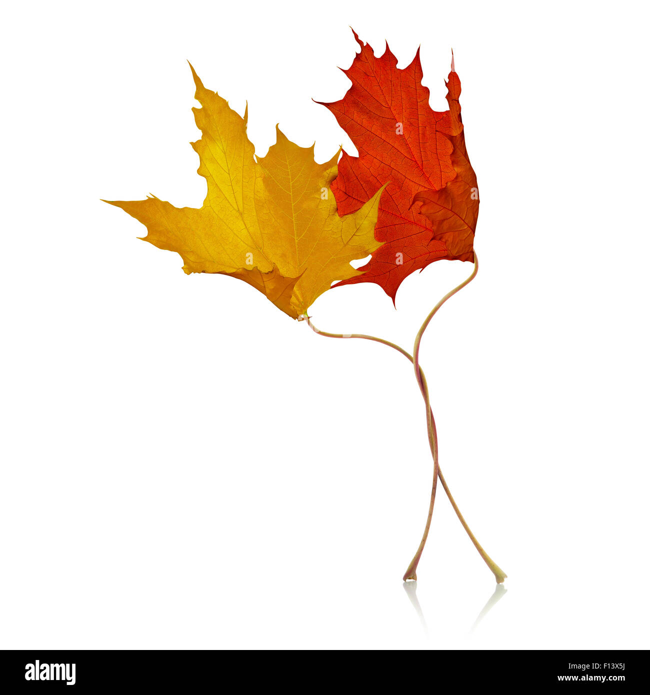 Dancing Autumn Maple Leaves Stock Photo - Alamy