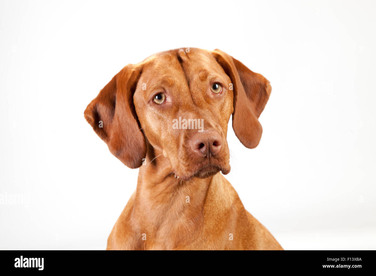 Portrait of a Hungarian Vizla Dog Stock Photo - Alamy