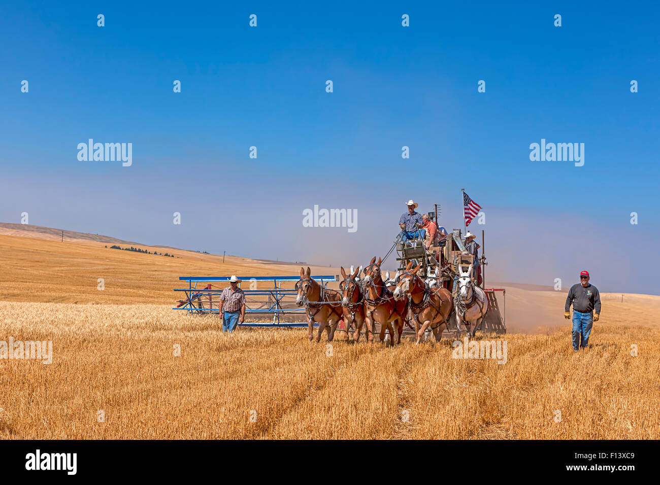 An old fashioned harvest using horses at the Davenport, Washington ...