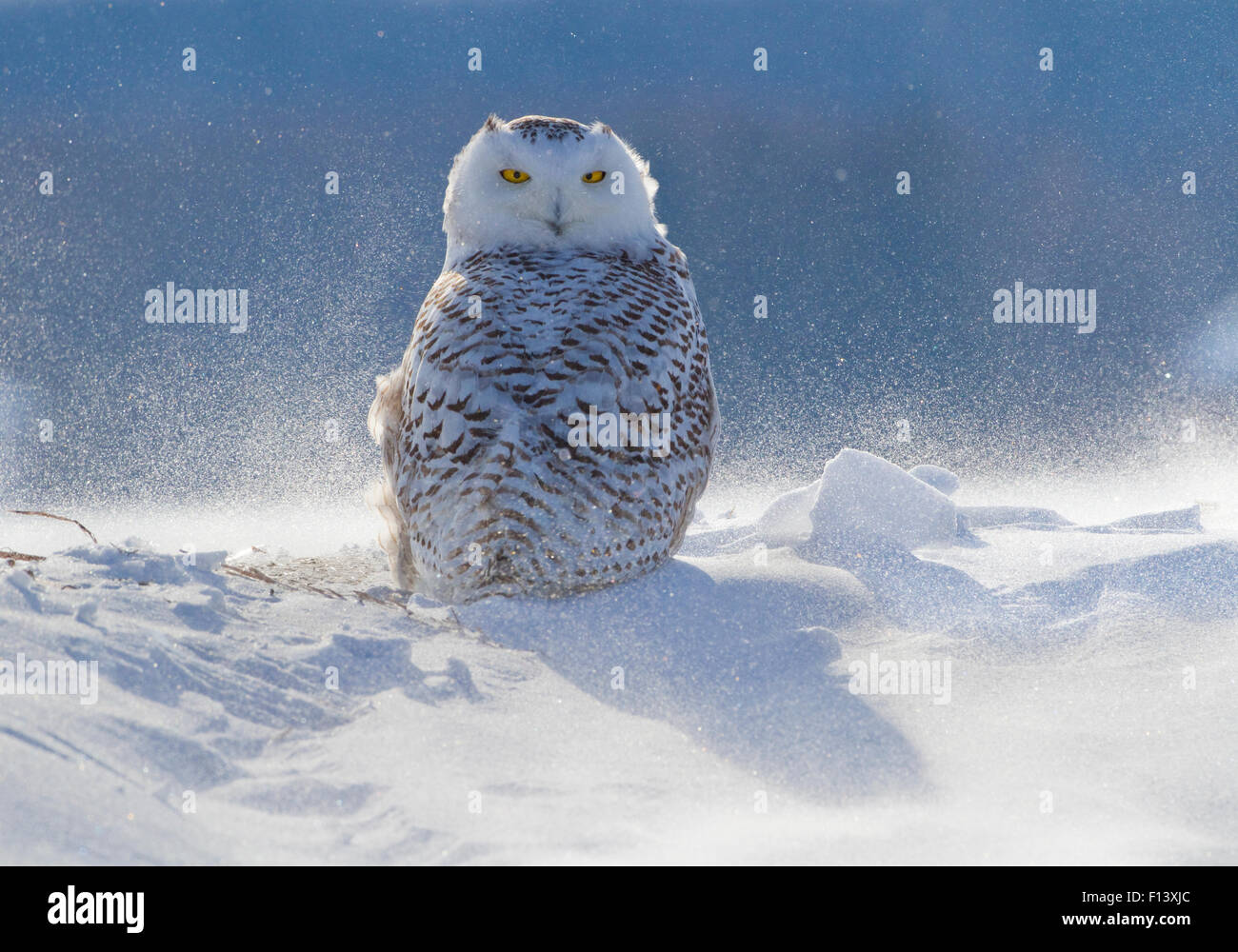 Female Snowy owl (Nyctea scandiaca) backlit surrounded by blowing snow ...