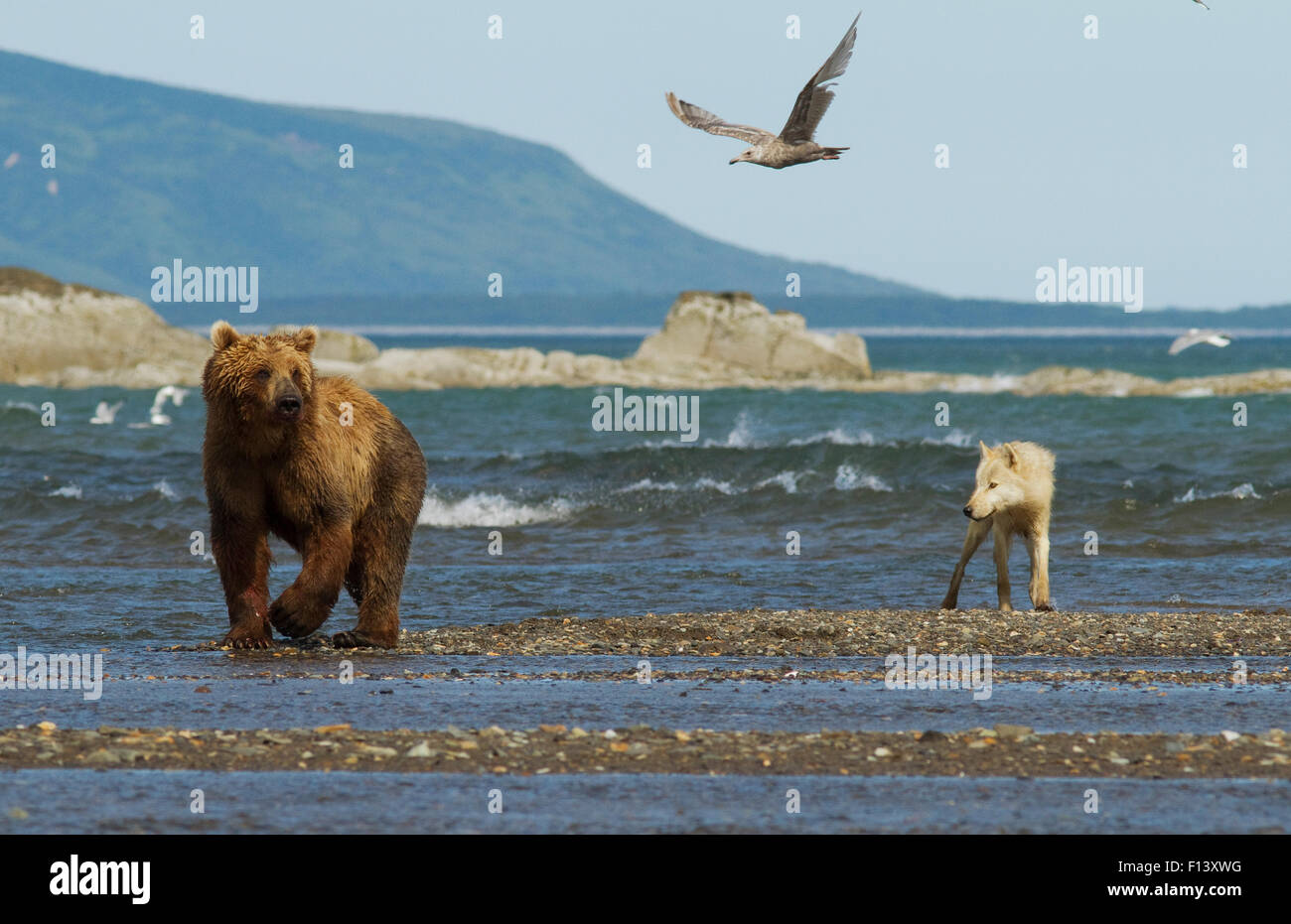Grizzly bear (Ursus arctos horribilis) and Grey wolf (Canis lupus) on ...