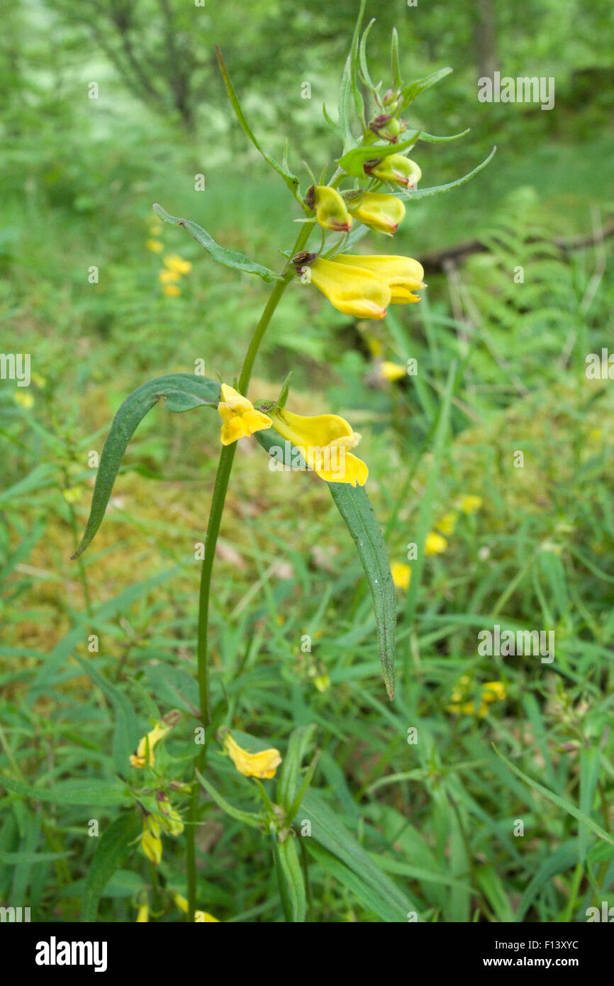 Common cow wheat plant plants hi-res stock photography and images - Alamy