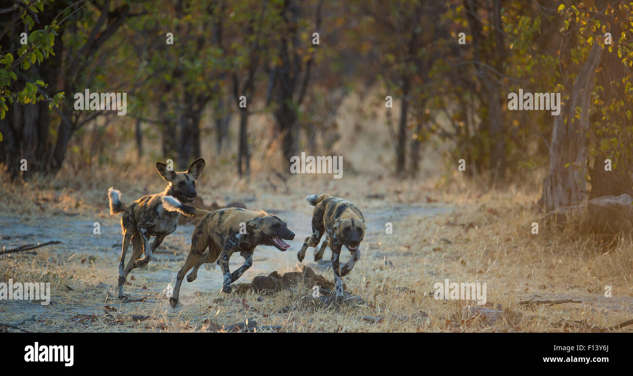 Small group of African wild dogs (Lycaon pictus) running and playing ...