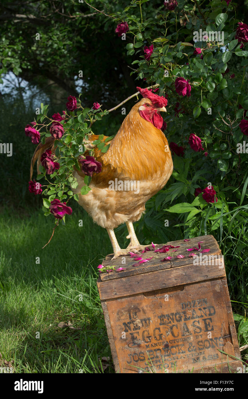 Buff Wyandotte rooster perched on antique wooden egg case in grass ...