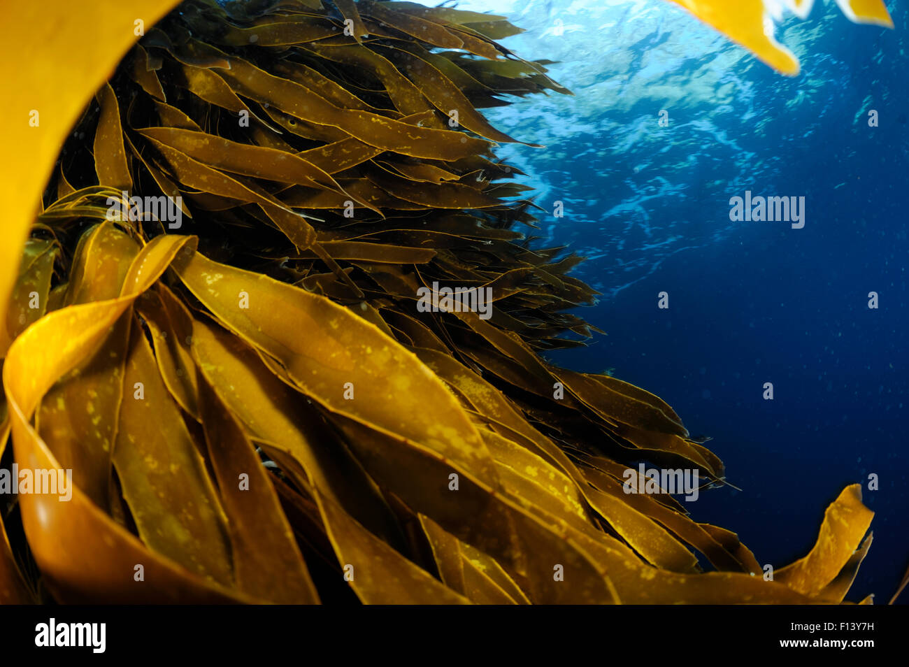 Strap kelp (Lessonia variegata) blades, Poor Knights Islands, Marine ...