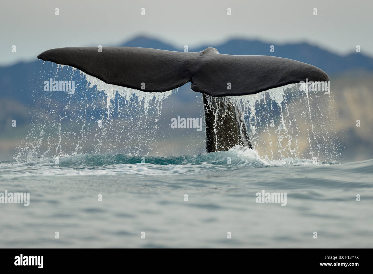 Sperm whale (Physeter macrocephalus) tail fluke above water during dive ...