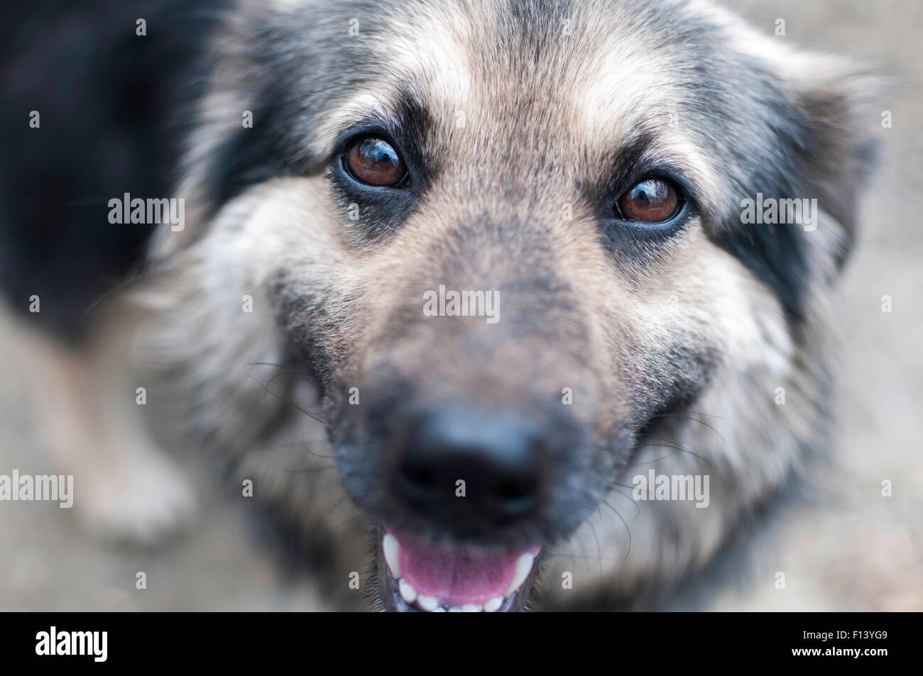 Dog face hi-res stock photography and images - Alamy