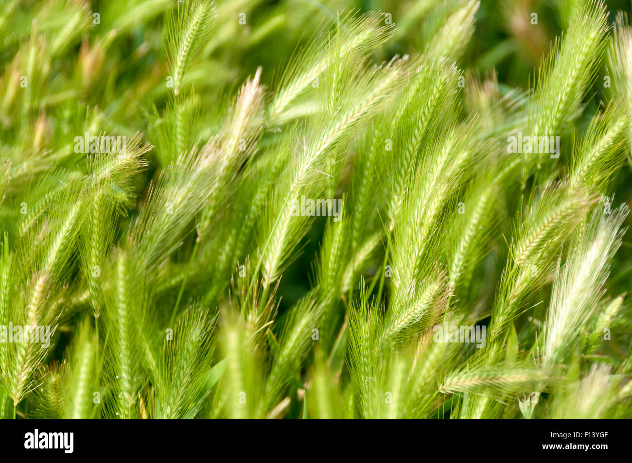 Fresh green grass Stock Photo - Alamy