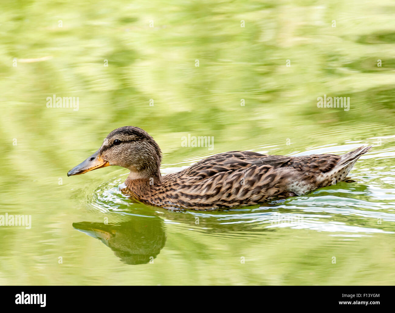 Wild duck in water Stock Photo - Alamy