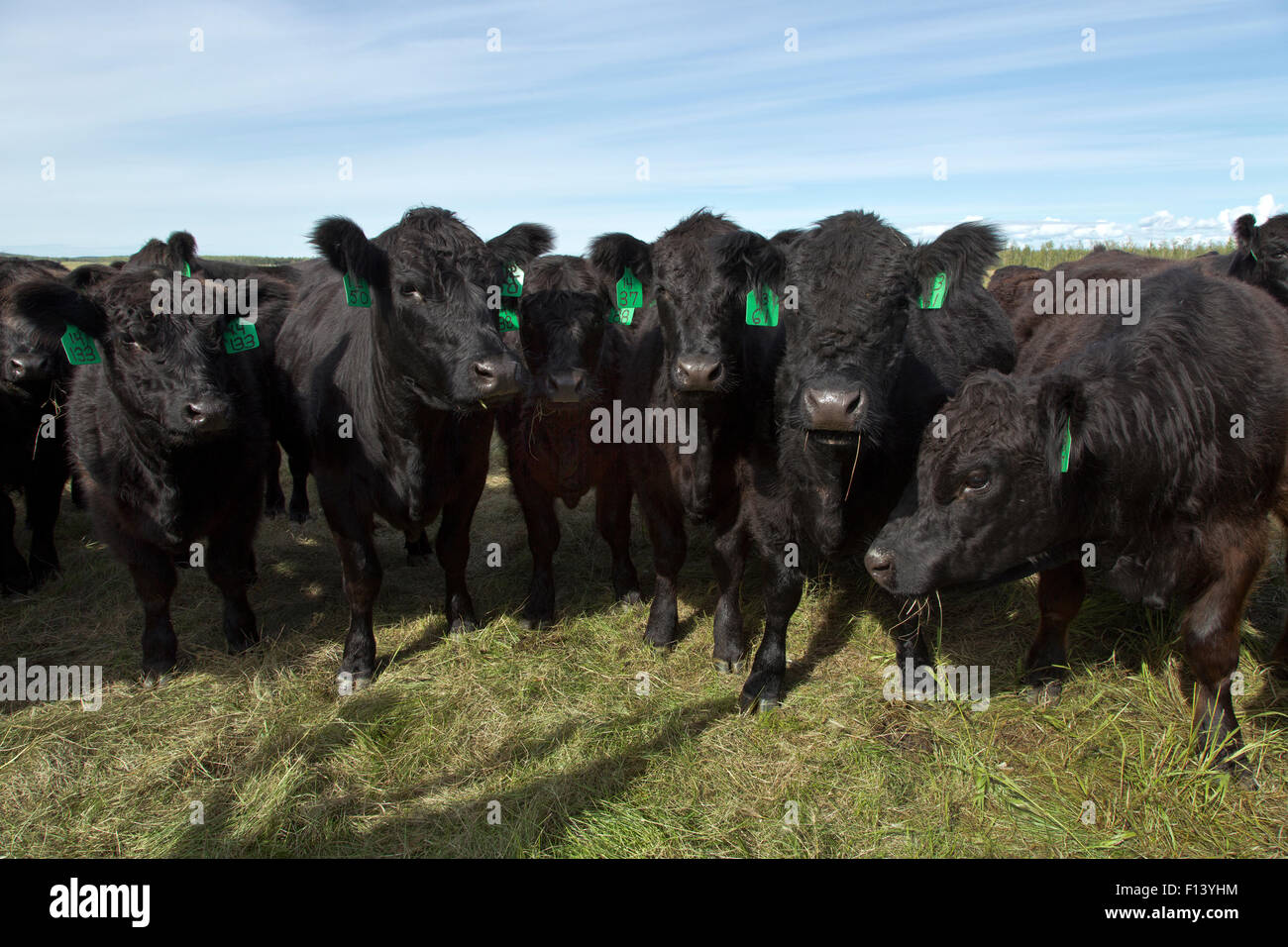 Galloway Black Angus X beef cattle, green field Stock Photo - Alamy