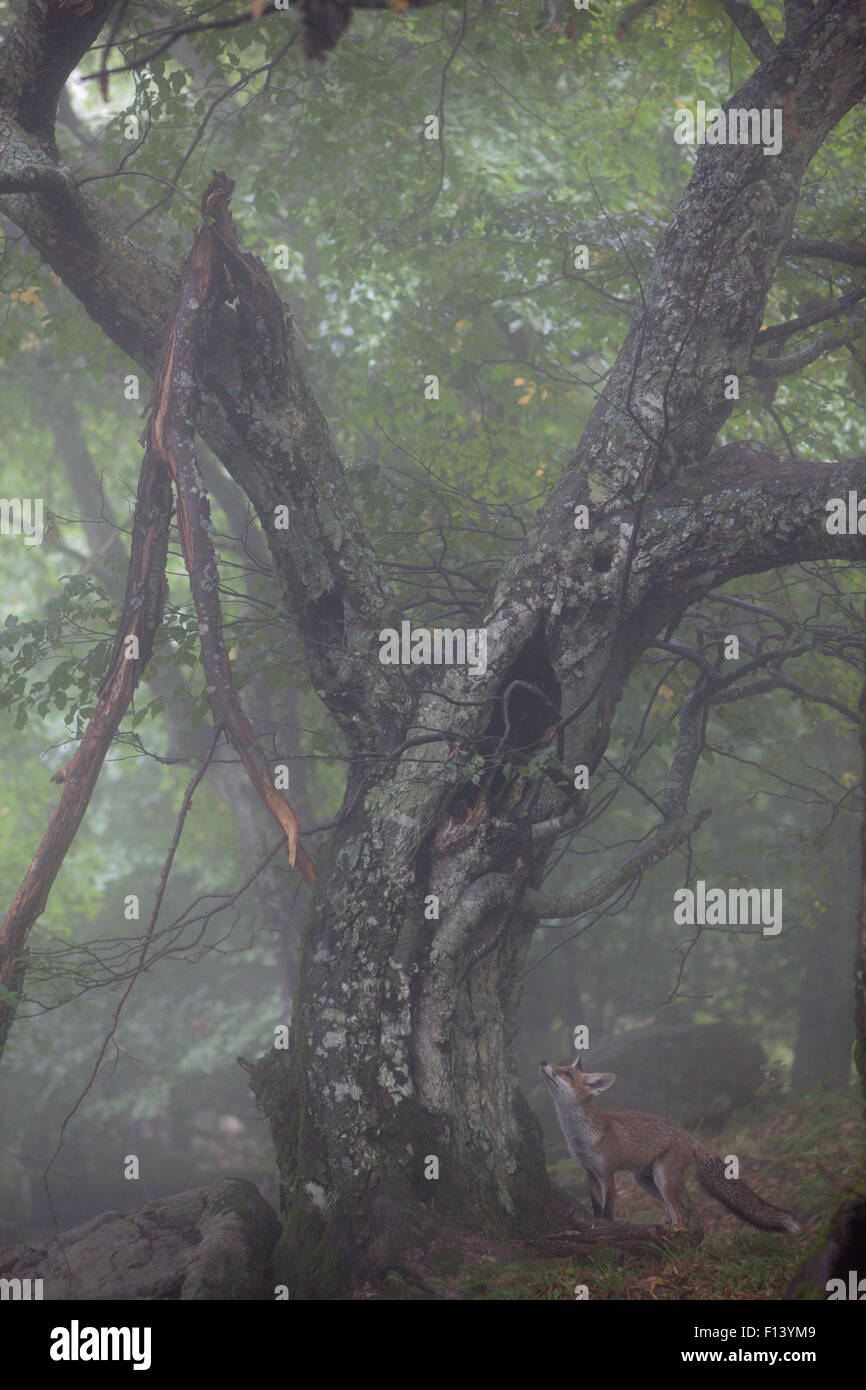 Red fox (Vulpes vulpes) smelling tree, Black Forest, Baden-Wurttemberg ...