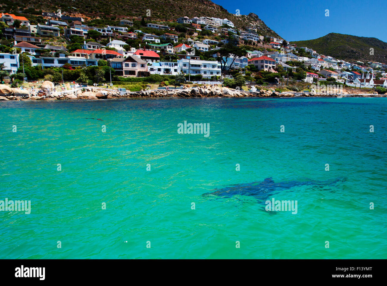 Great white shark (Carchardon carcharias) swimming at surface near Fish ...