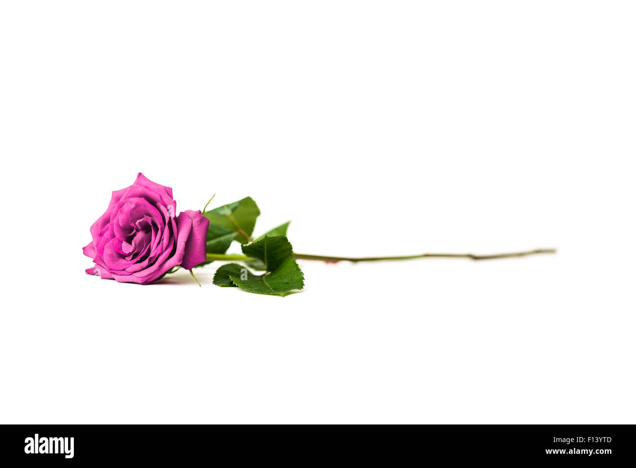 Single Purple Rose White Background