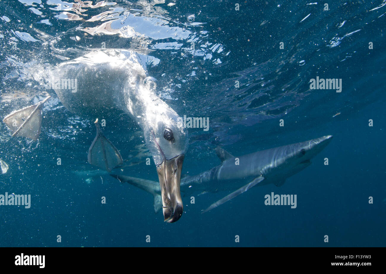 Shy albatross (Thalassarche cauta) diving for fish and Blue shark ...