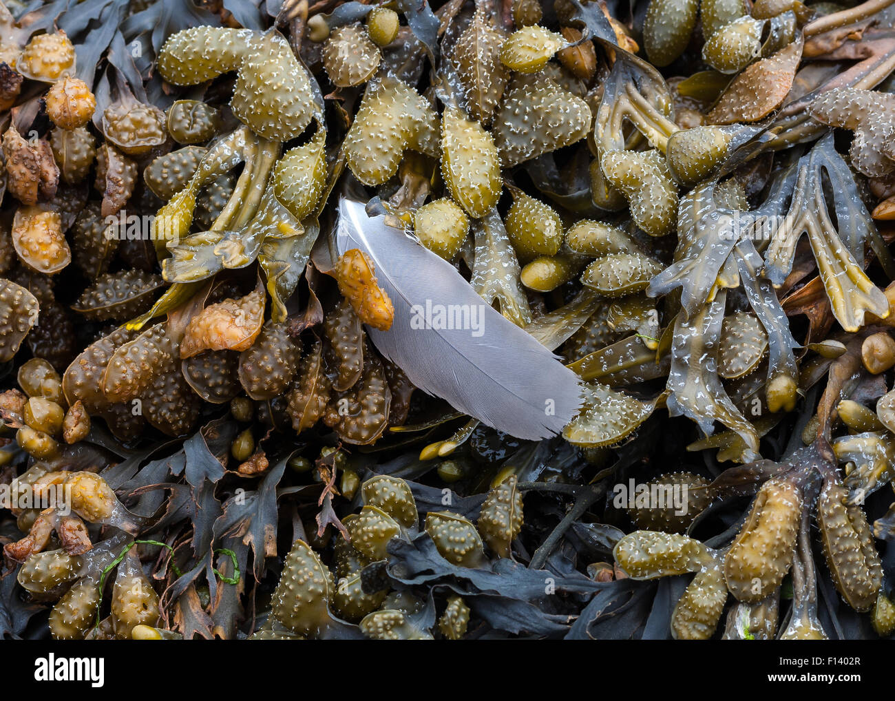 Bladderwrack or Bladder Wrack is the most common algae or seaweed on ...
